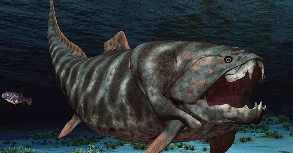 dunkleosteus skeleton size